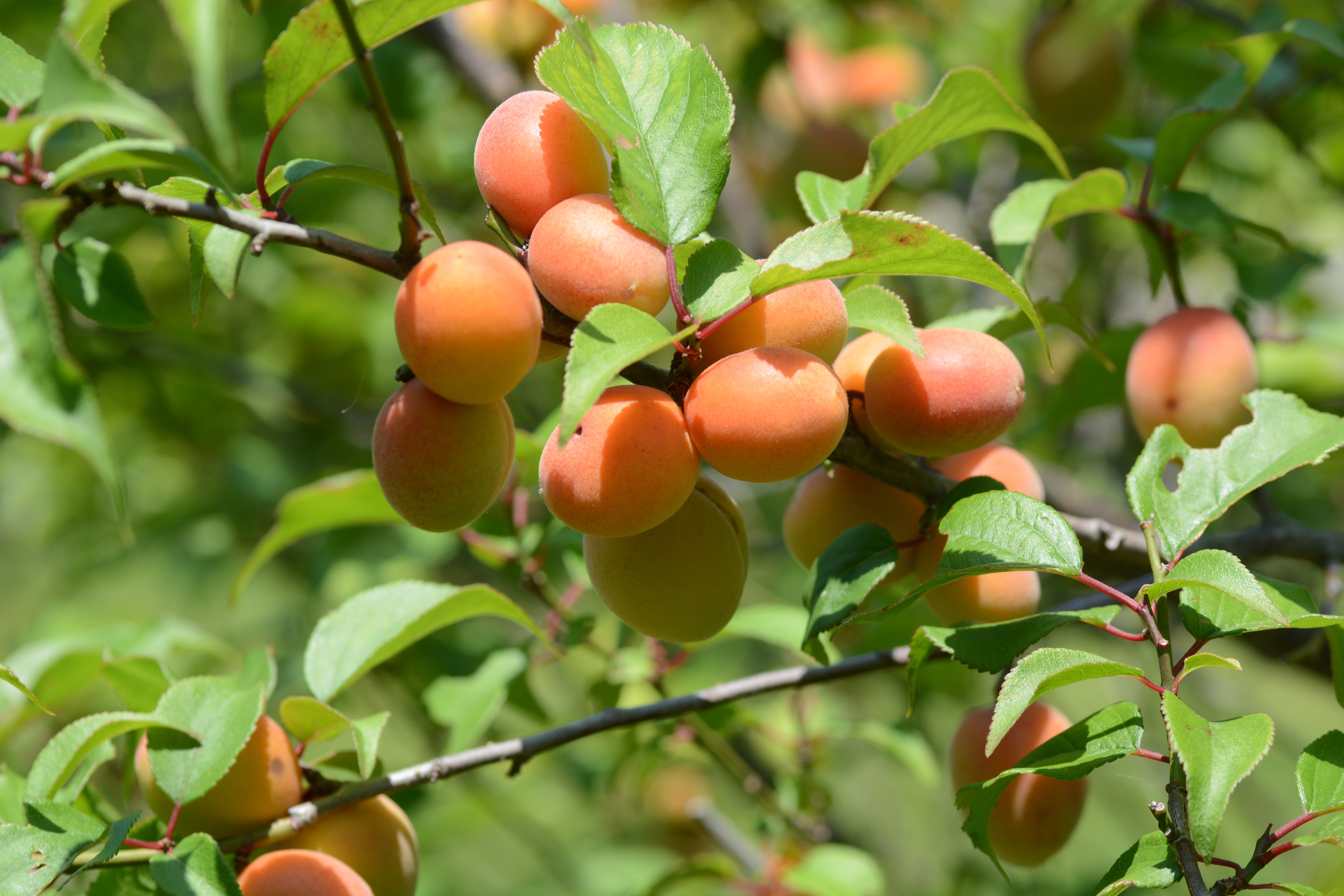 Umeboshi Plum | OHM Purveyors